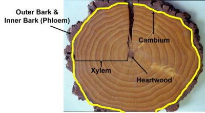 Indian Trail Tree Project - Mountain Stewards